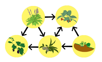 Play The Food Forest Card Game and Help Plant 1,000s of Trees