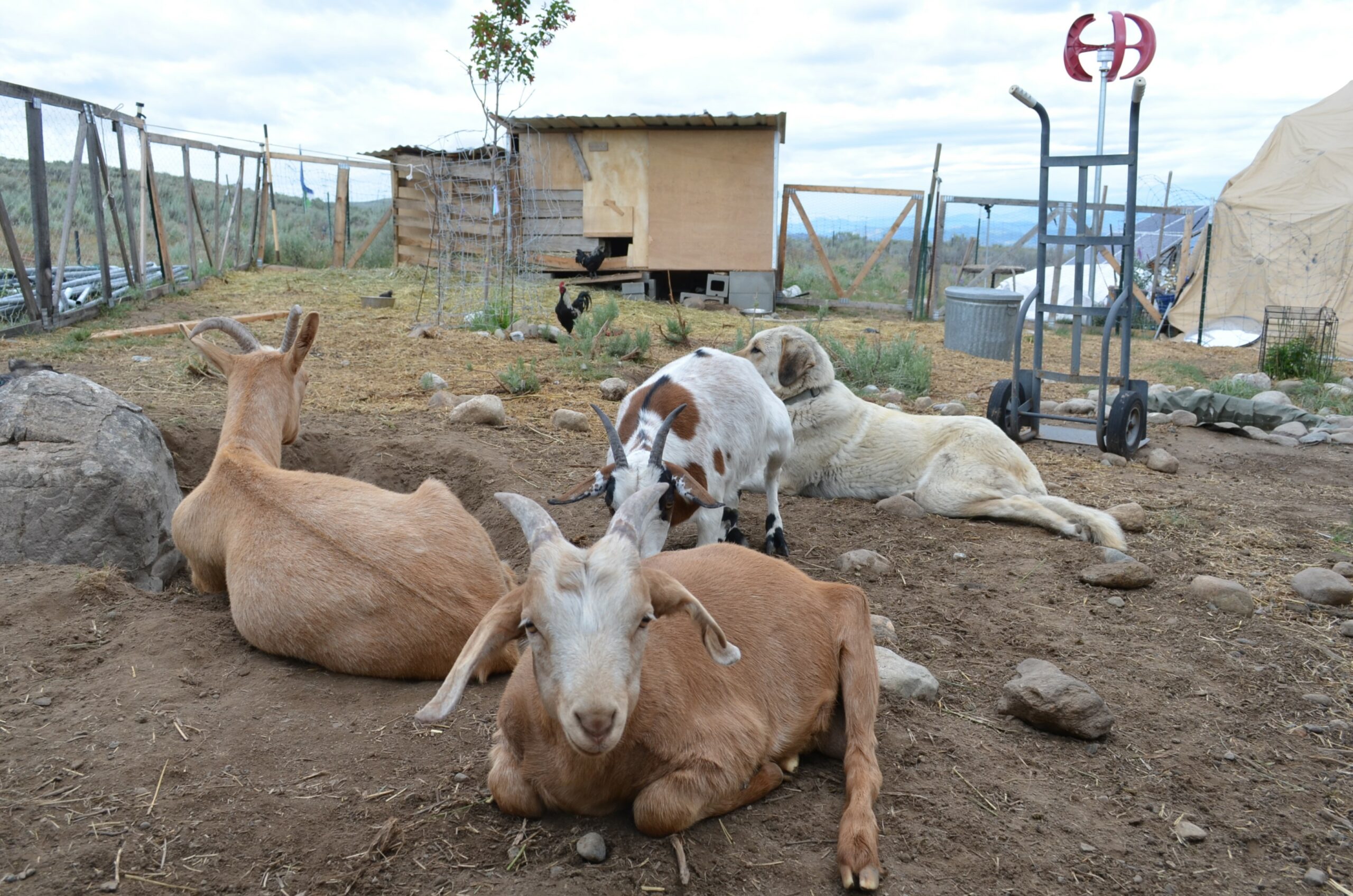 Companion Ranch - Foundation for Intentional Community